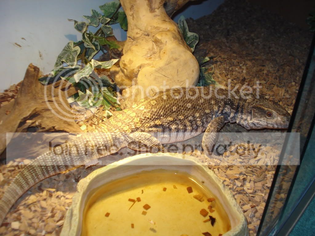 SE England - Savannah/Bosc monitor | Reptile Forums